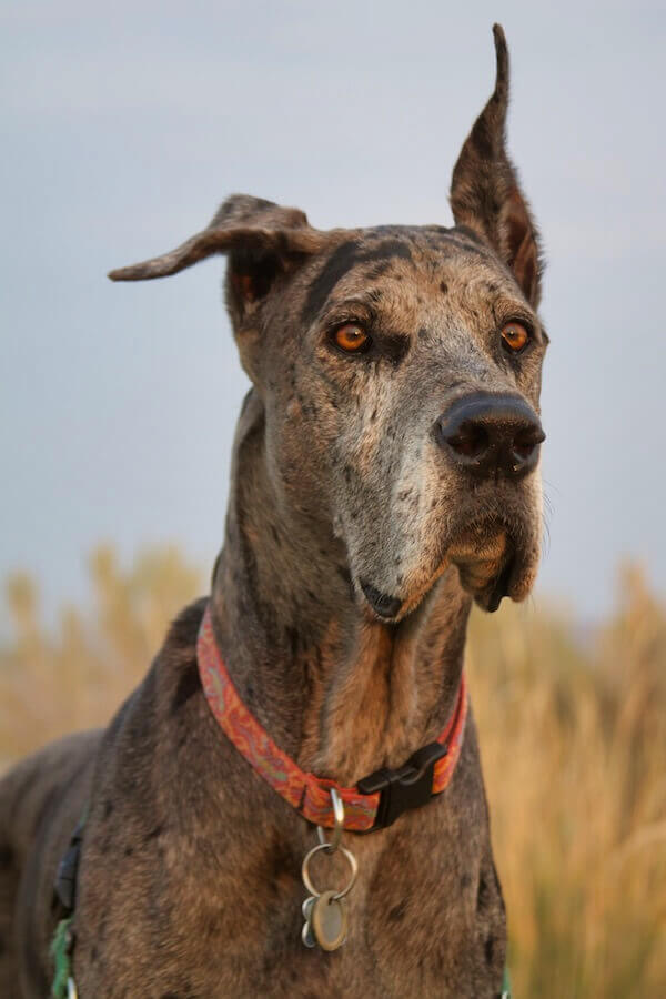 POV or Point of View, can improve your pet photos - Have Dane will Travel
