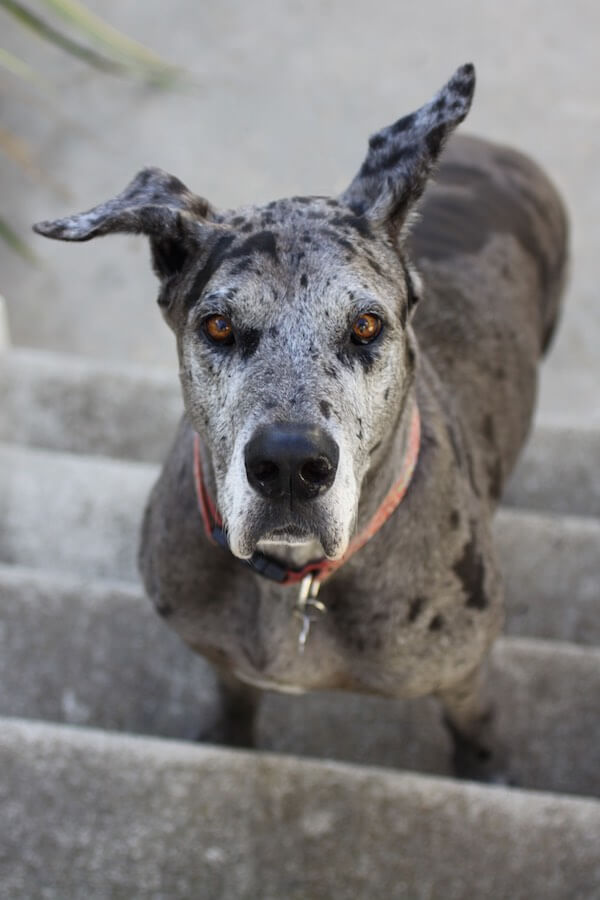 POV or Point of View, can improve your pet photos - Have Dane will Travel