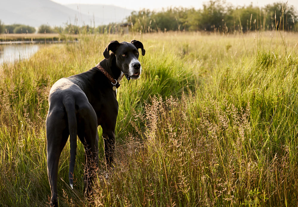 GREAT DANE FITNESS AND EXERCISE GUIDE - Have Dane will Travel